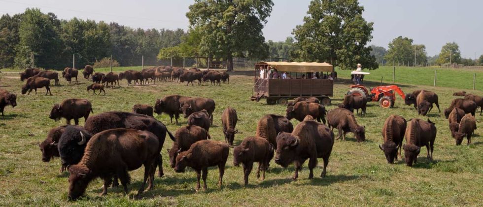 Take a tour into the herd at Wild Winds Buffalo Preserve - Steuben ...